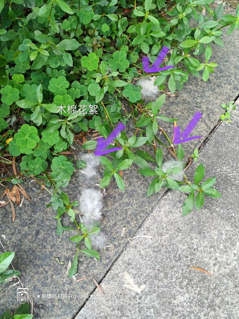 果实里像棉絮一样的植物