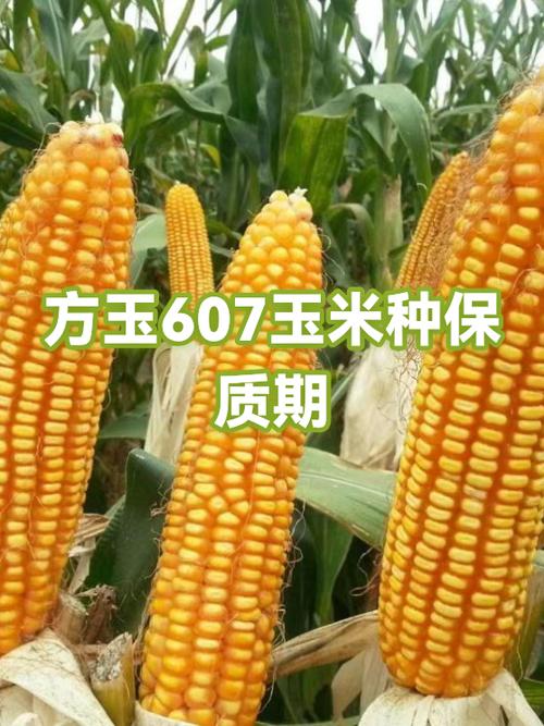 如何销售玉米种子图标