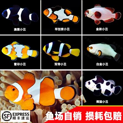 小丑鱼品种及价格图标