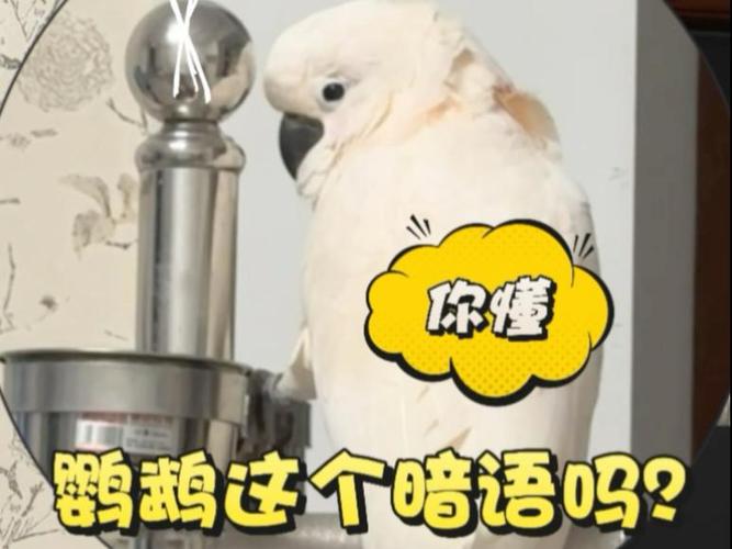 鹦鹉咬你手指暗示什么图标