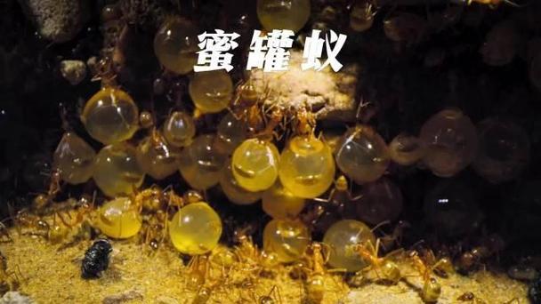 蜜罐蚁肚子爆了会死吗截图