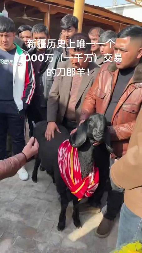 羊多少钱