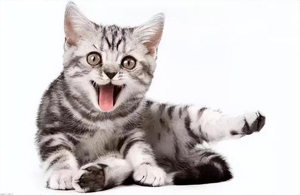 新来的小猫一直喵呜喵呜叫图标