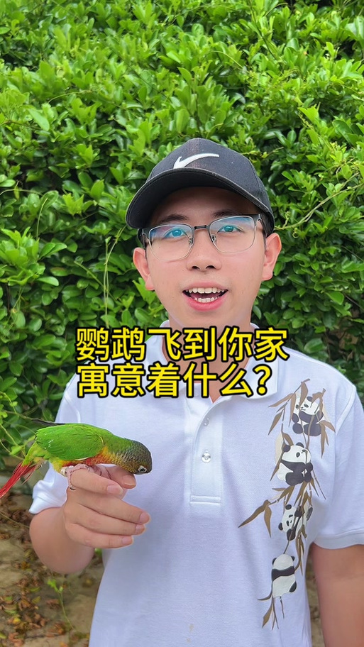 鹦鹉突然飞到身上预兆图标