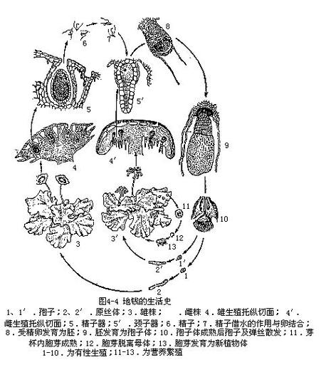 all叶play产卵器全职高手图标
