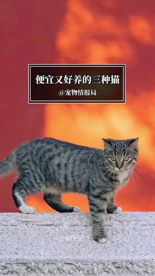10种便宜又好养的小宠物图标