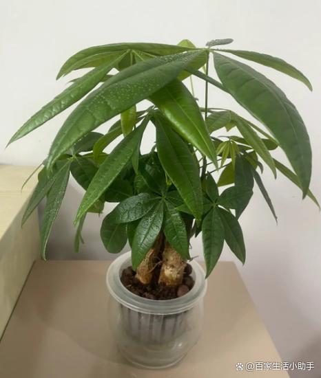 财蜂发财树最新消息