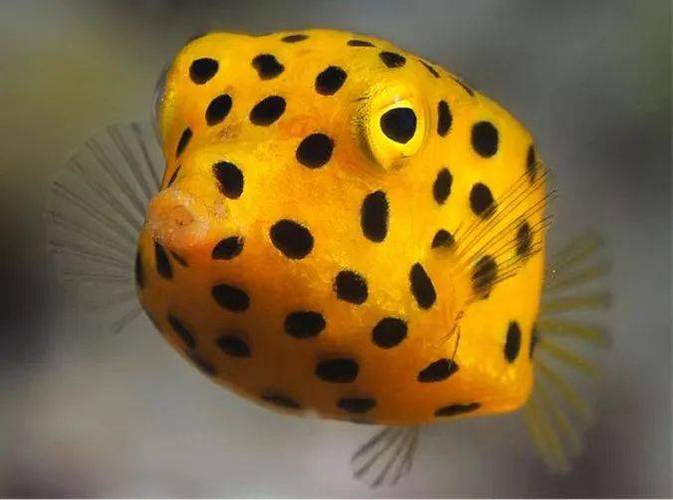 方形生物图标