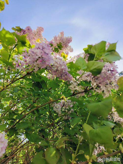 丁香花开截图