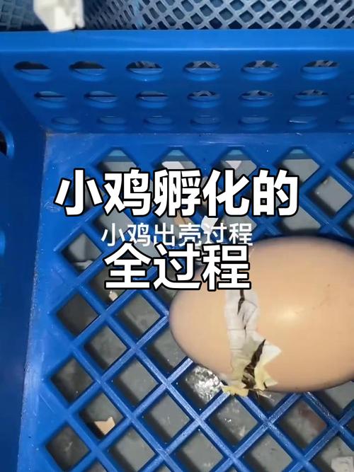 鸡蛋能不能孵出小鸡