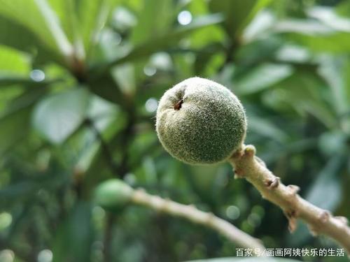 爱青果图标