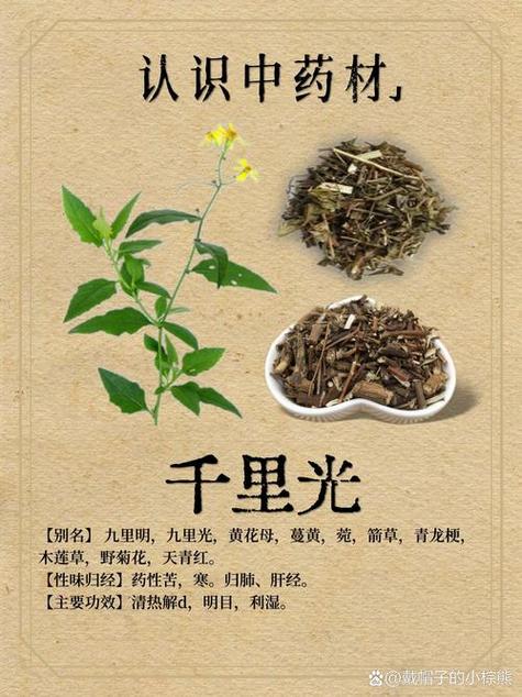 千里光有什么用途截图