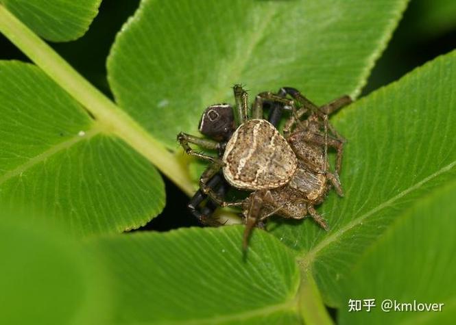 蜘蛛搜索图标