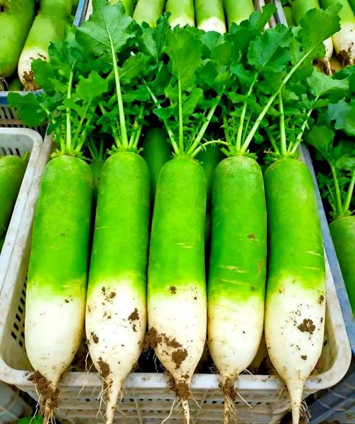 保卫萝卜1挑战攻略图标