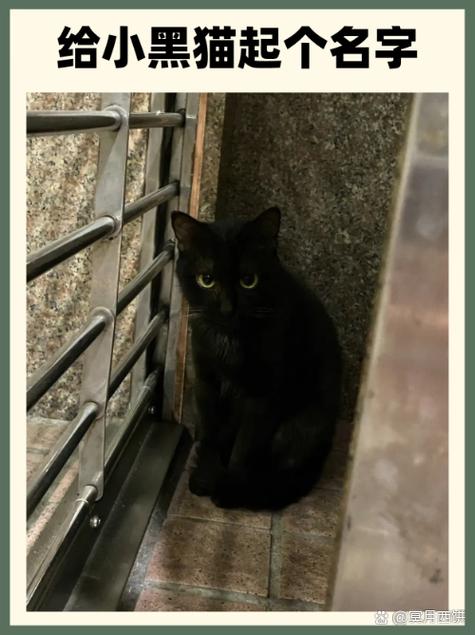 黑猫叫什么名字好听招财的图标