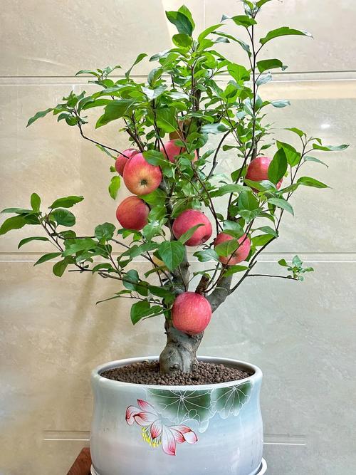 苹果盆栽图标