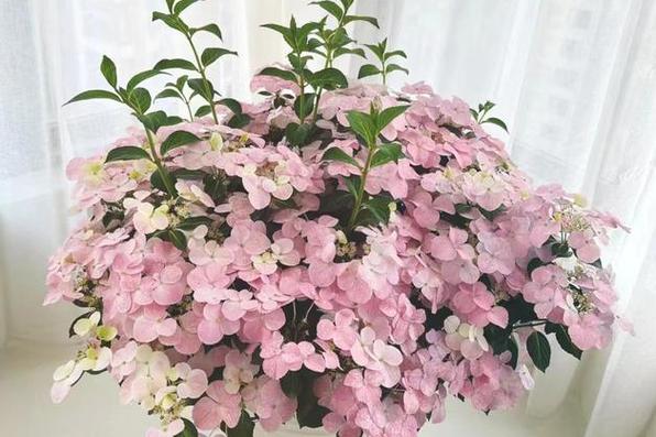 绣球花适合冬天种植吗截图