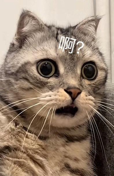 猫咪表情图标