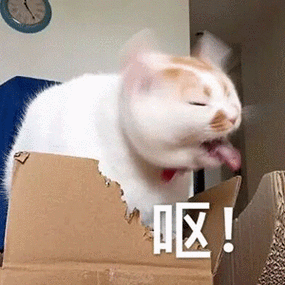 猫猫吐白色泡沫怎么回事图标