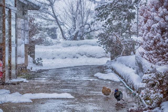 雪が降ってきました图标