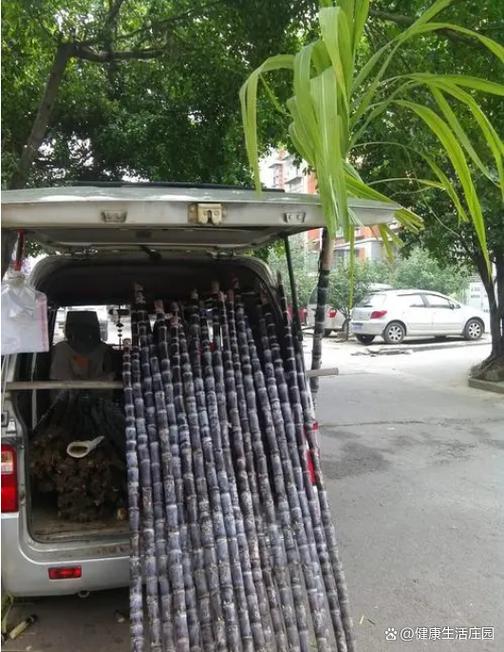 摆摊卖甘蔗从哪里进货好图标