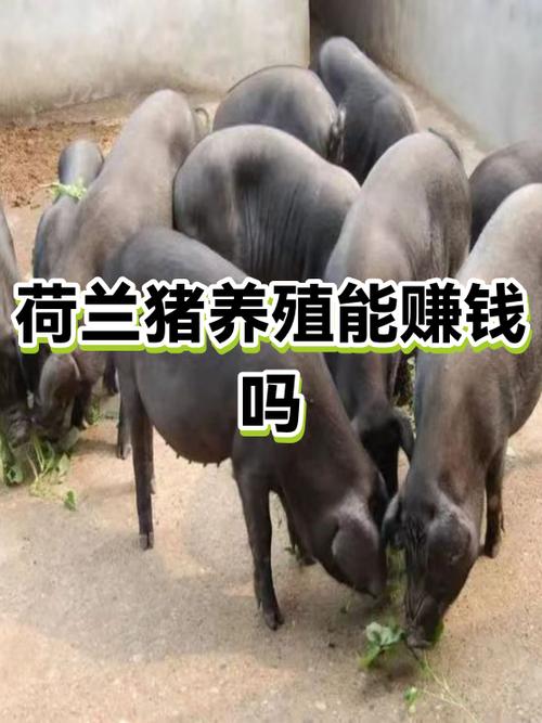 养殖荷兰猪挣钱吗图标