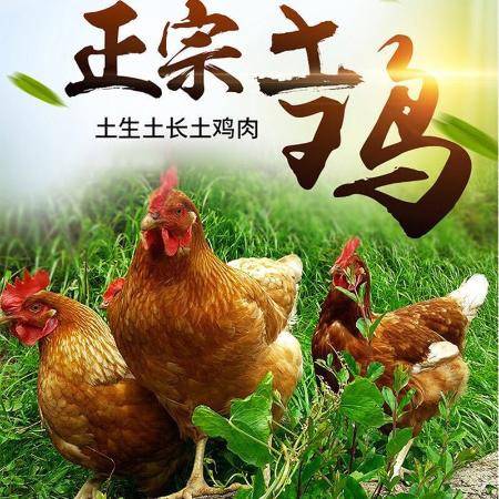 养鸡不生病的土方法图标