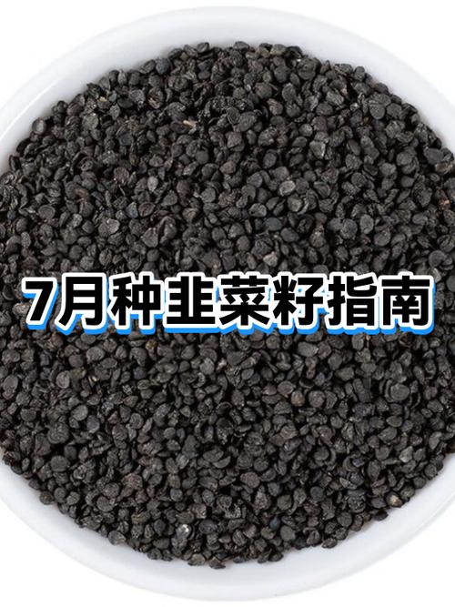 韭菜籽几月种最好