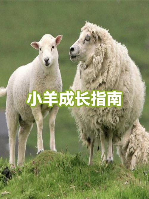羊羔喂什么饲料长得快图标
