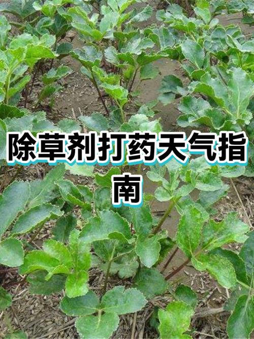 晴天除草辅助使用方法图标