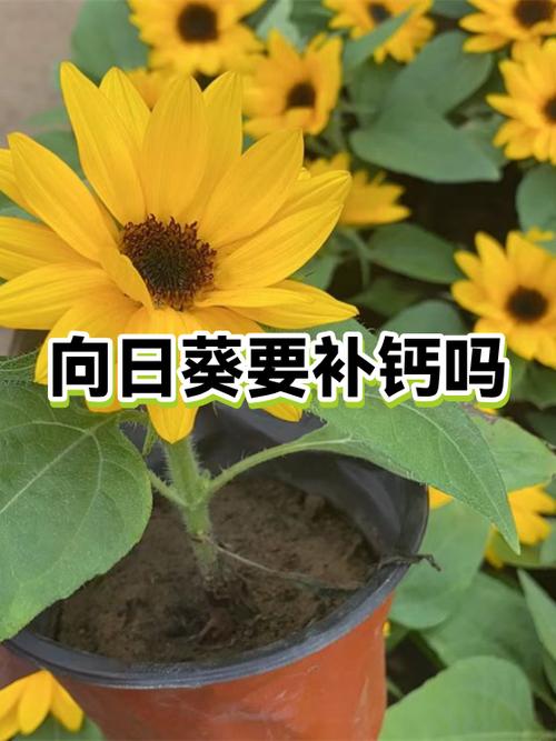 向日葵点击没反应图标