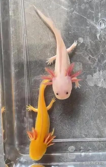 方舟生存进化霸王龙吃什么饲料图标