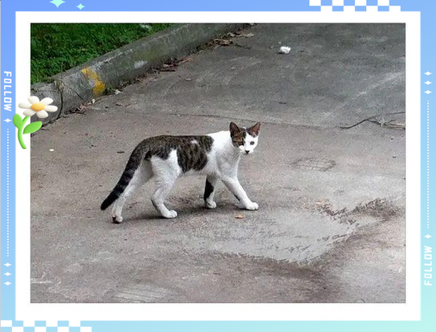 猫认路的本领图标