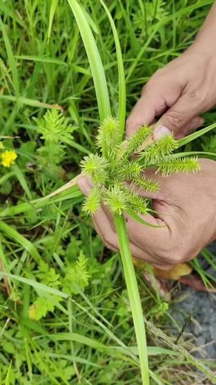 草本植物大全截图