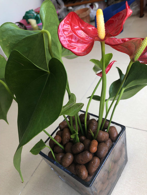 家养红掌寿命多长缩略图