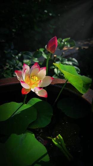 小荷花截图