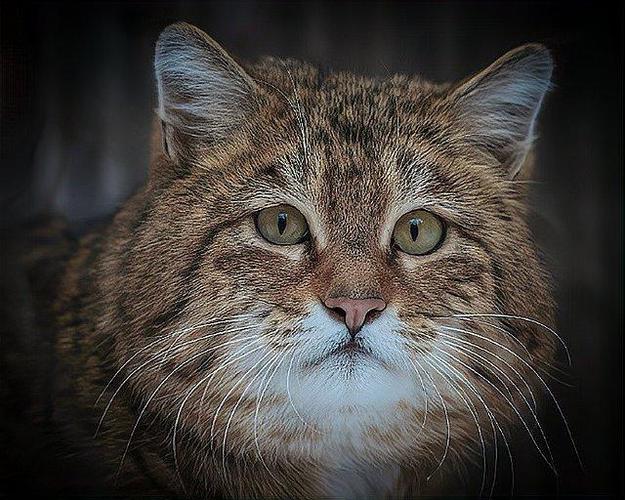 瑞典版瑞典野猫截图