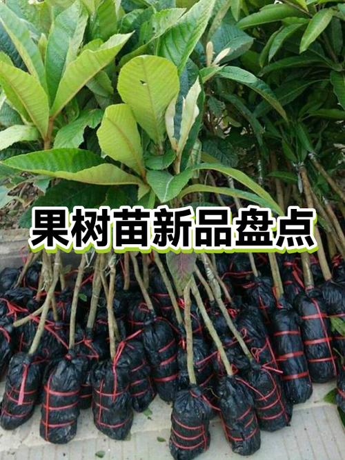 卖果树苗赚百万截图