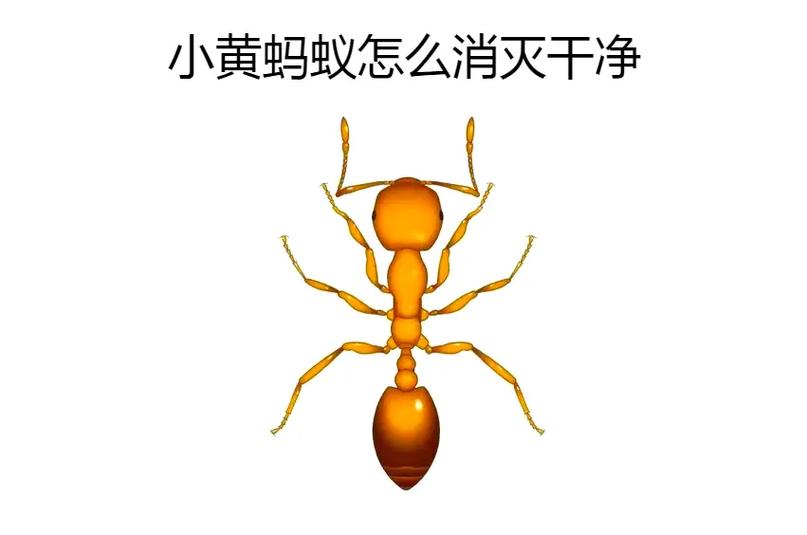 家里有黄蚂蚁怎么办能除根图标