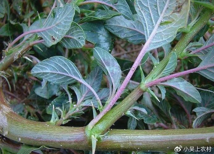 刺苋菜治疗痔疮的做法截图