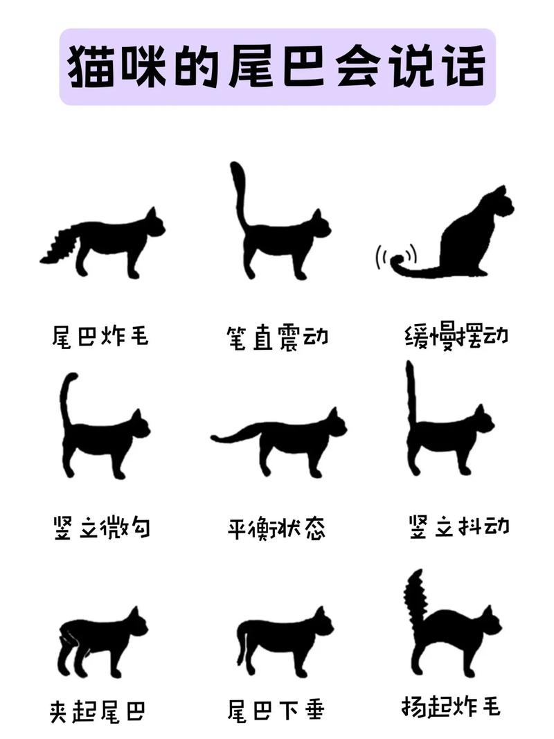小尾巴图标