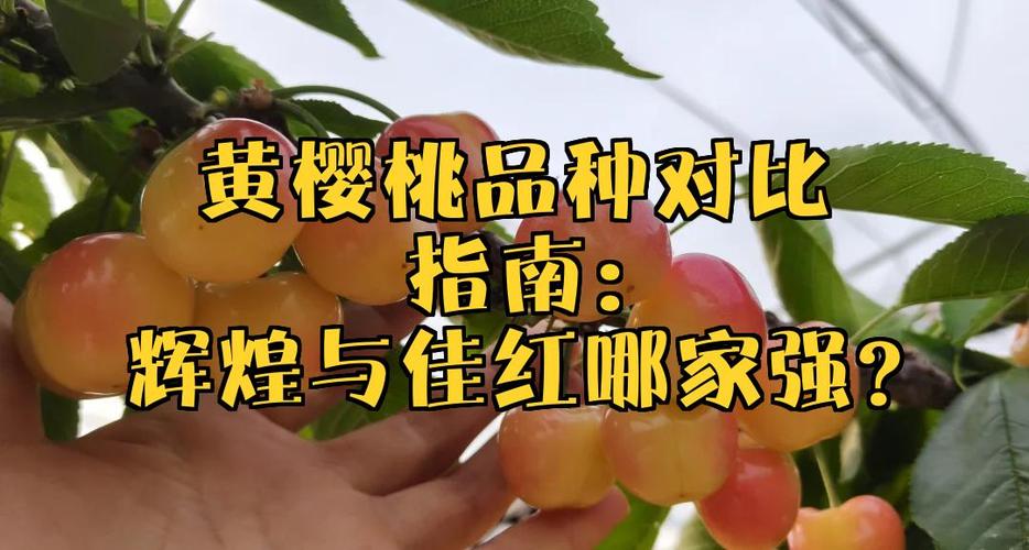 大樱桃简介