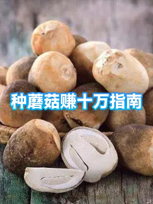 卖蘑菇赚钱吗图标