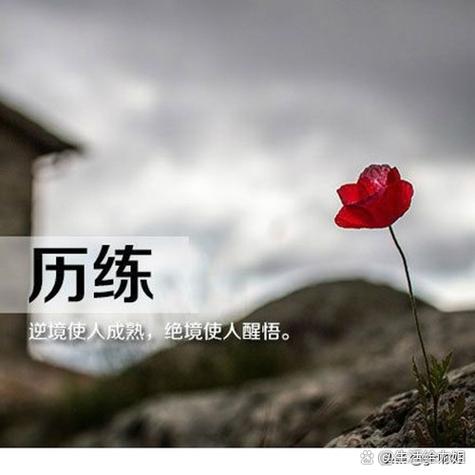 人生感悟最佳金句图标
