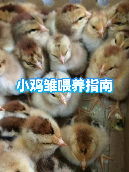 怎么判断小鸡吃饱了图标