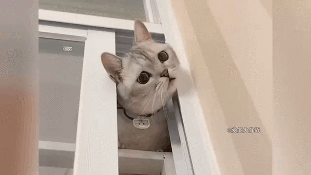 猫咪听得懂人说话吗截图