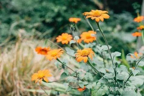 和风煦日的翻译截图