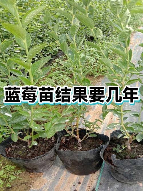 蓝莓树苗多少钱一棵三年苗图标