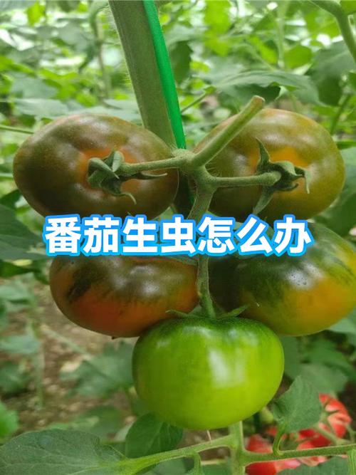 番茄是谁发现的图标