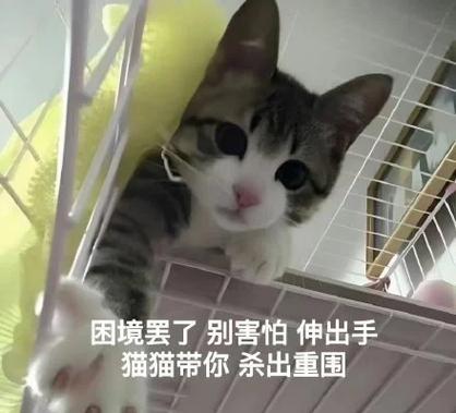 猫咪公寓1图标